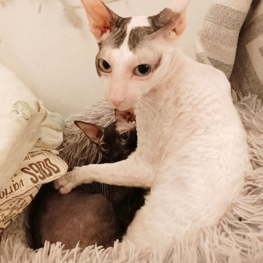 Котики парой
