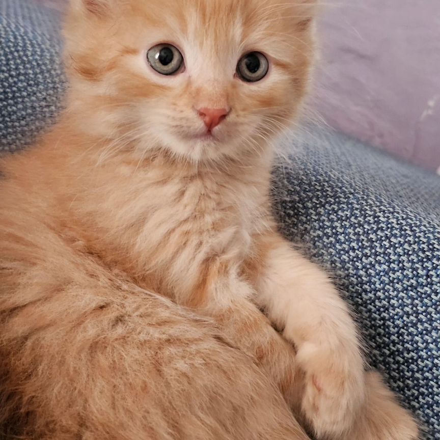 Котята