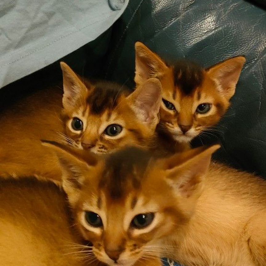 Абиссинские котята