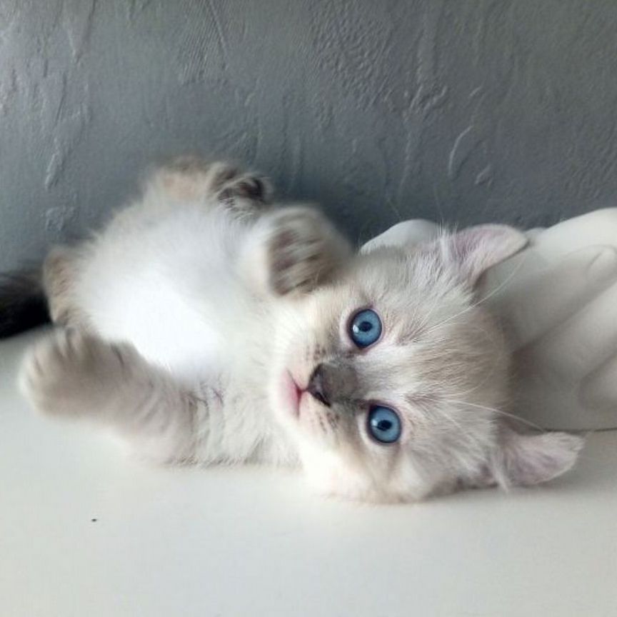 Малыши коротыши