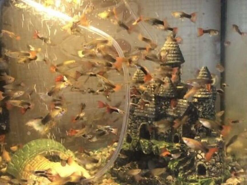 Аквариумные рыбки гуппи микс