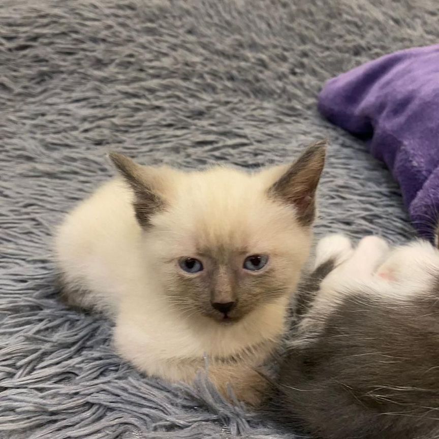 Тайский котик в дар