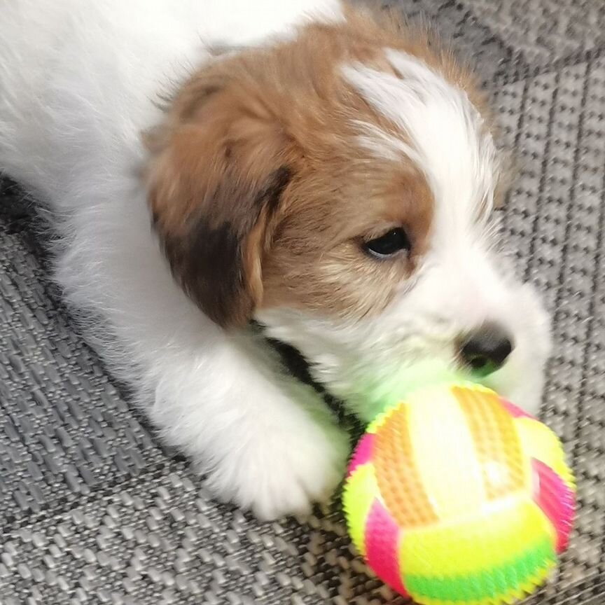 Джек-рассел-терьер, щенок