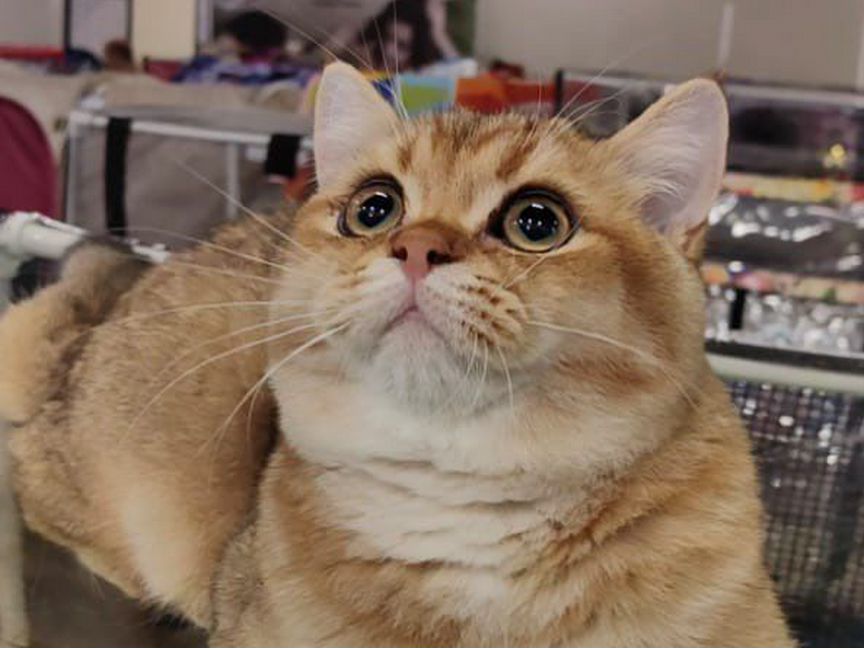 Британский кот золотого окраса