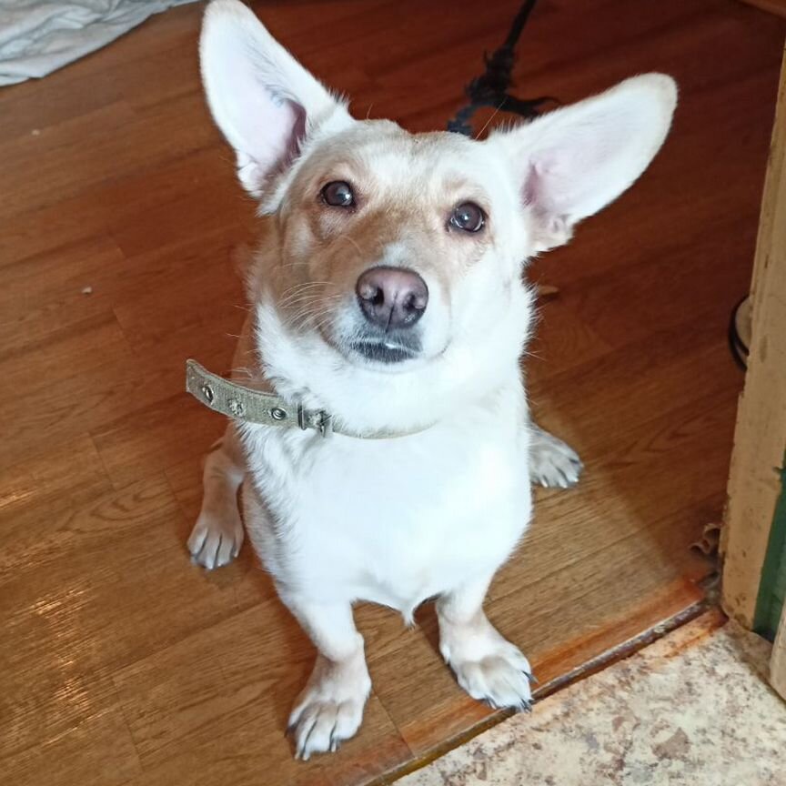 Тося ищет дом