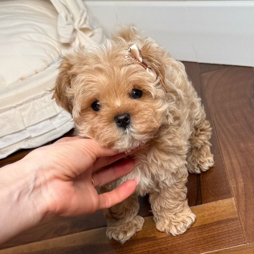 Мальтипу, щенок