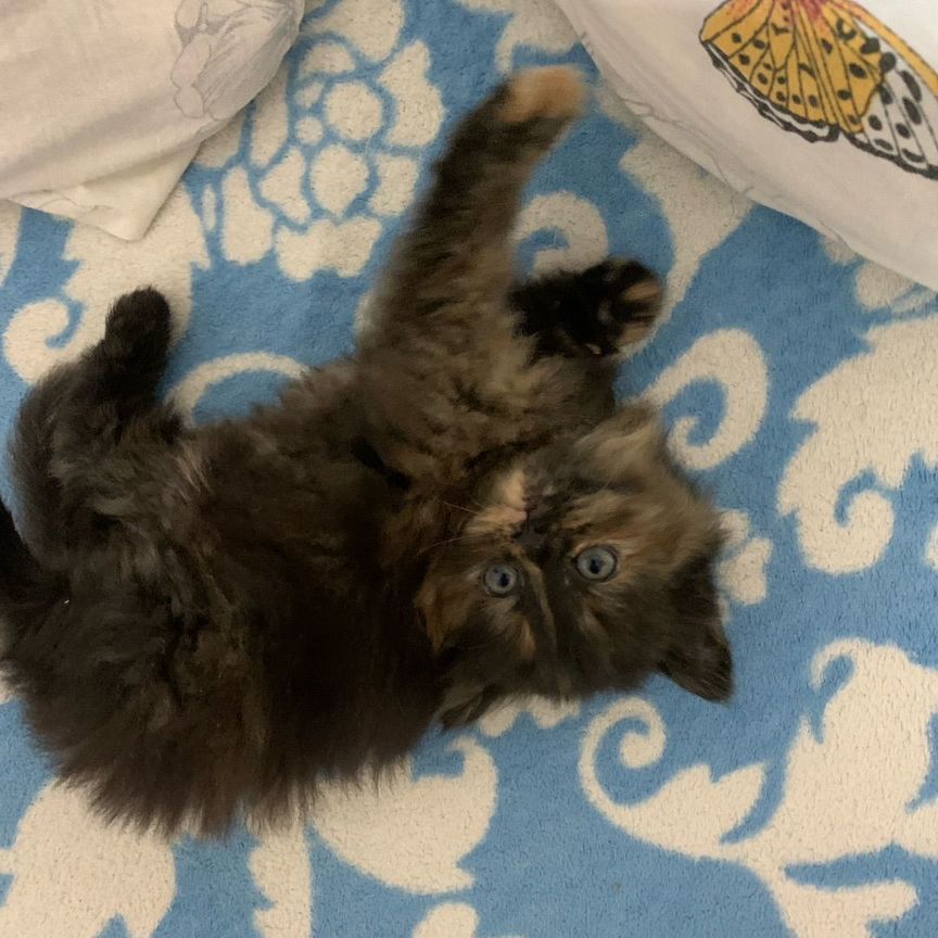 Котенок девочка в добрые руки