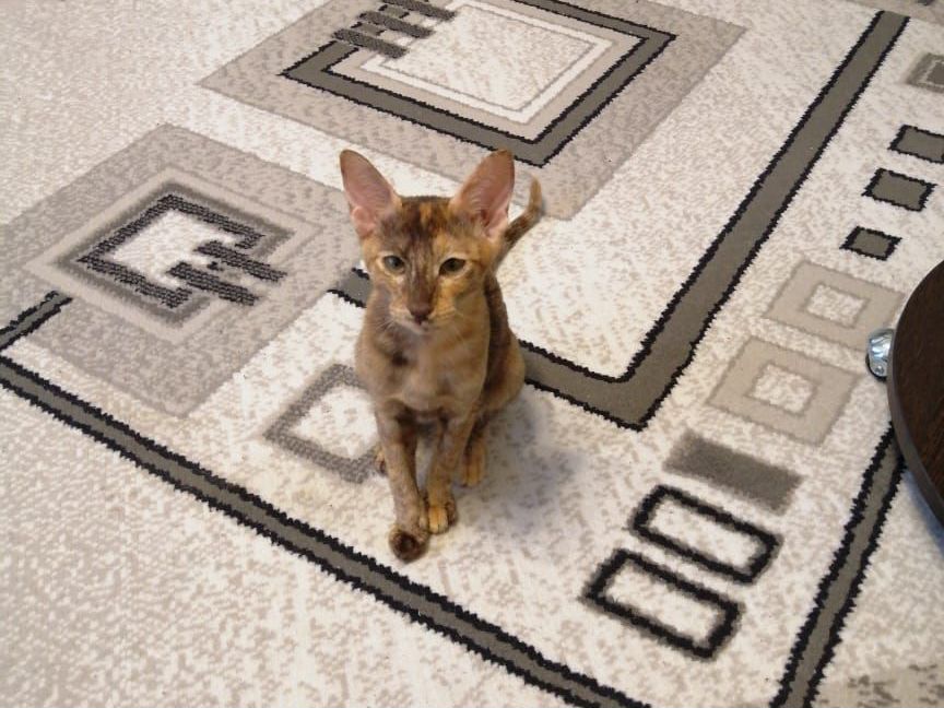 Ориентальный котенок / девочка