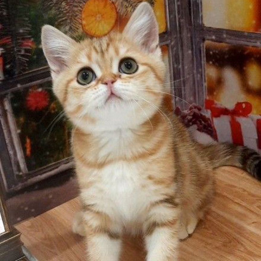 Шотландские котята из питомника