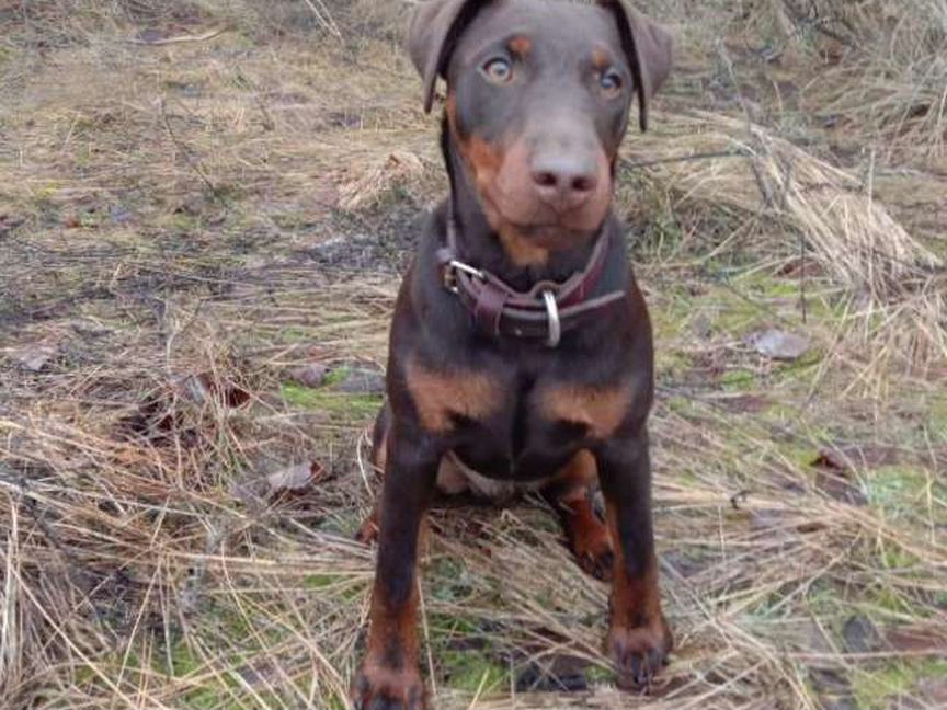 Ягдтерьер вязка