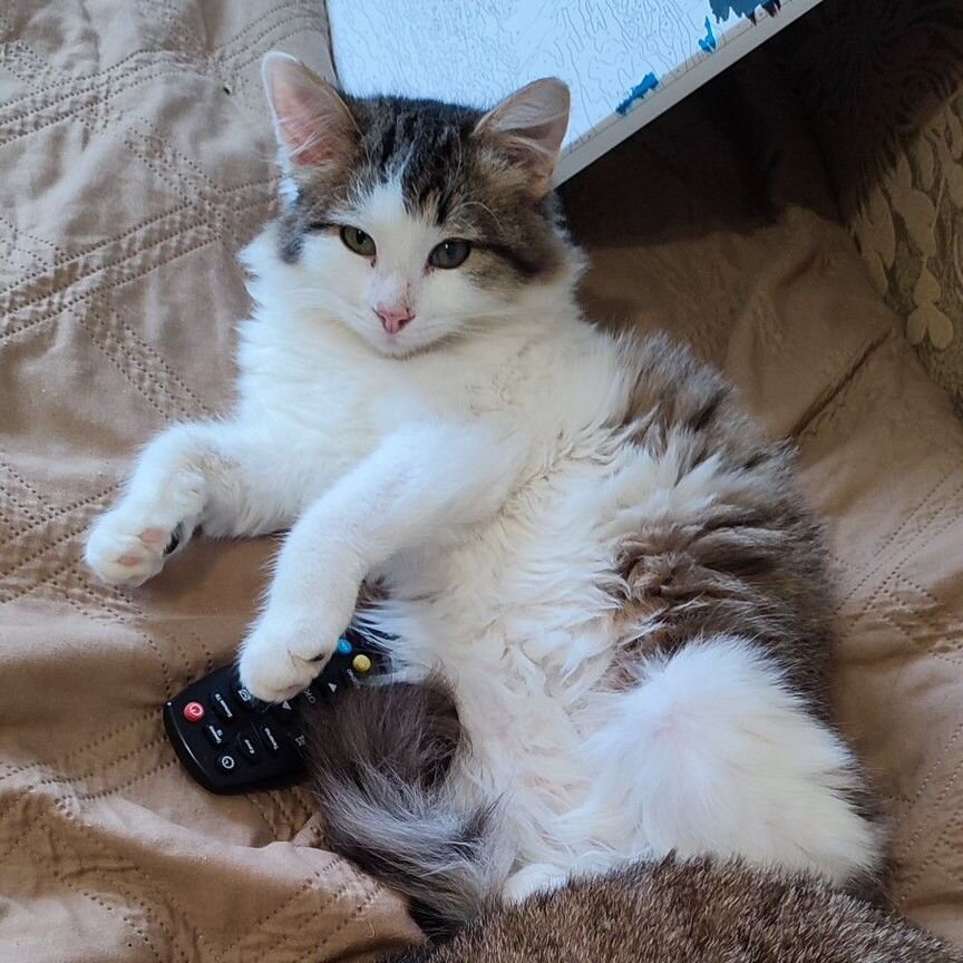 Котик ищет человека