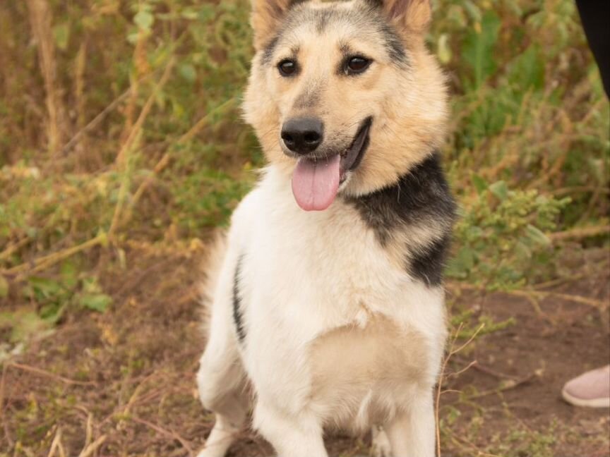 Собака Дженна