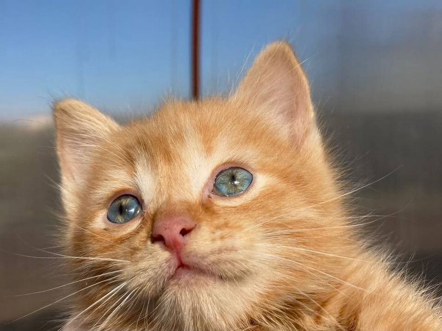 Кошка
