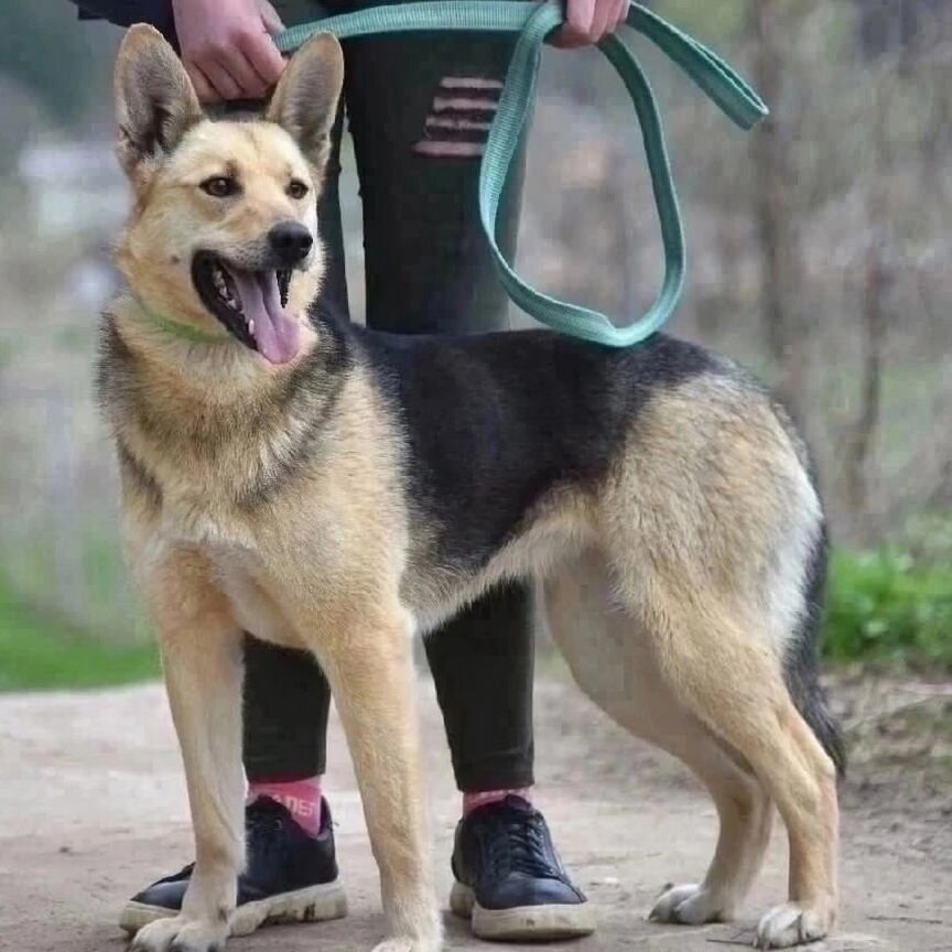 Взрослая собака в добрые руки