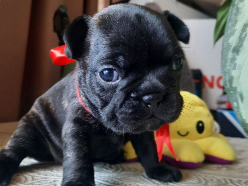 Французики