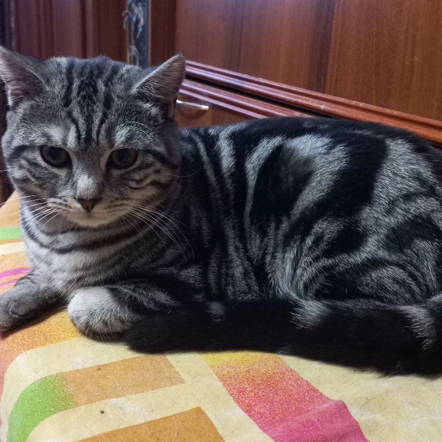 Британский короткошёрстный котёнок