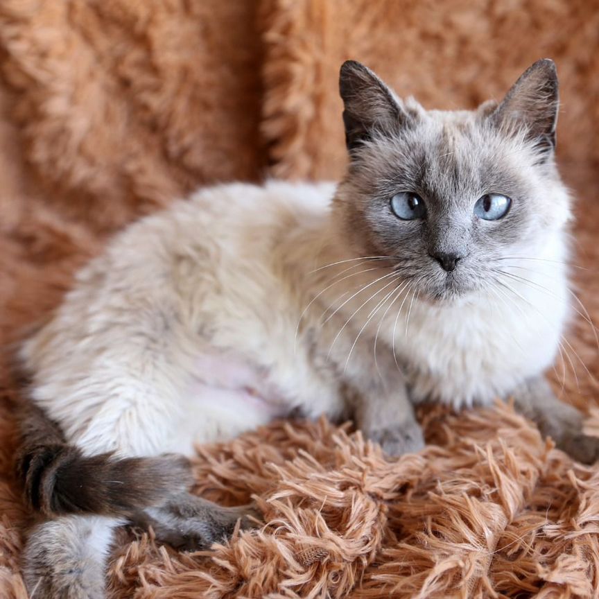 Сиамская кошка, взрослая