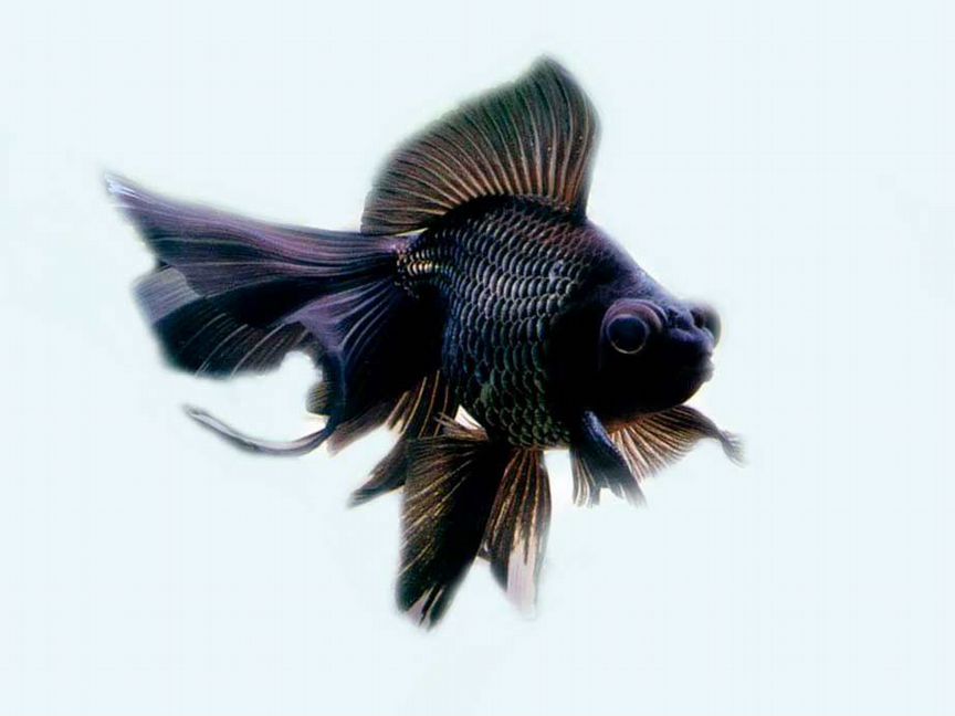 Рыбка телескоп