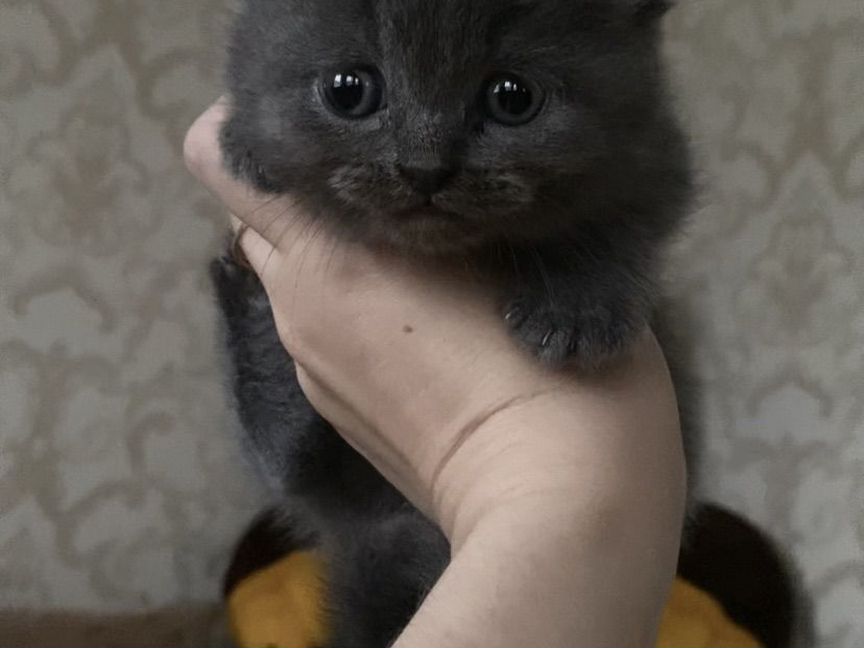 Британские вислоухие котята
