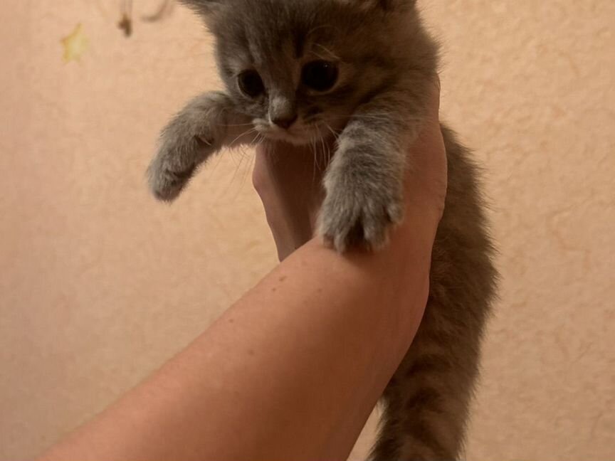 Котенок