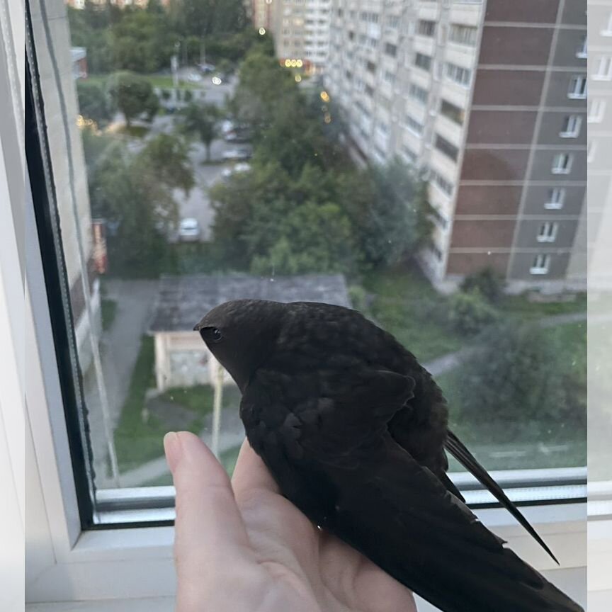 Стриж в добрые руки