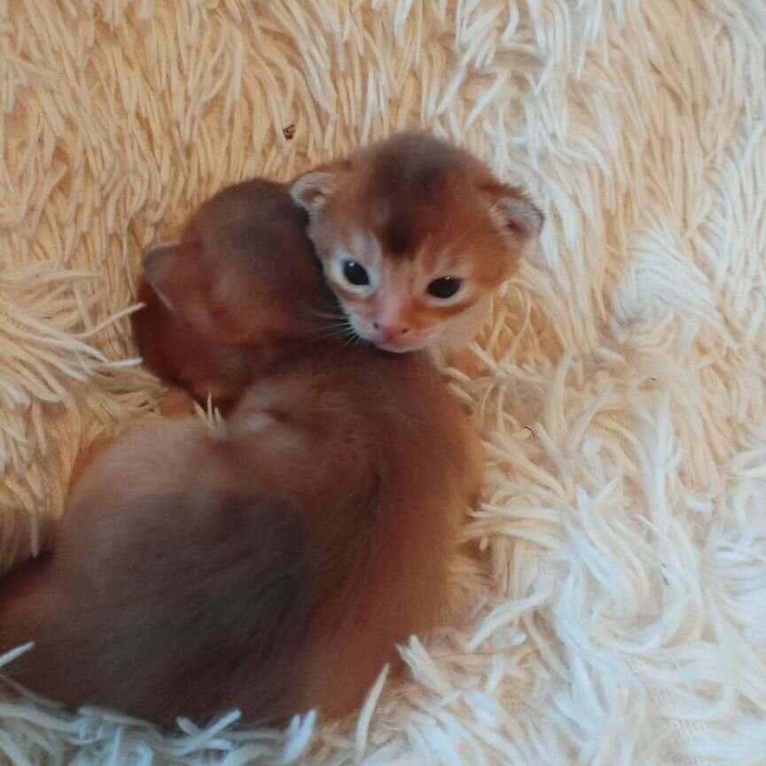 Абесинские котята
