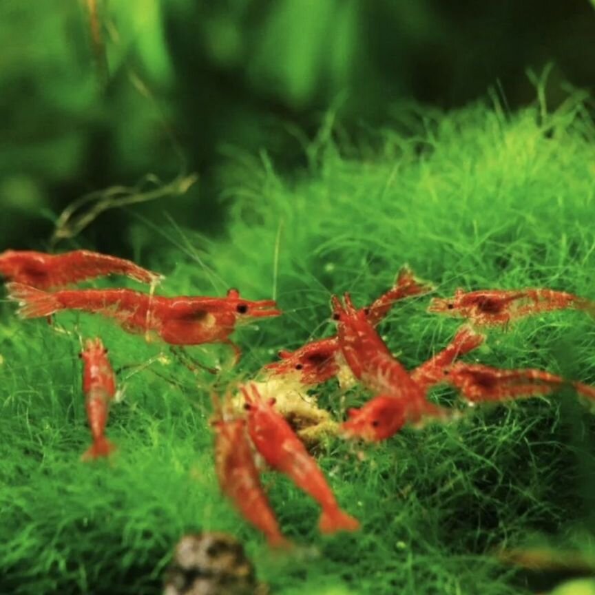 Креветки вишня