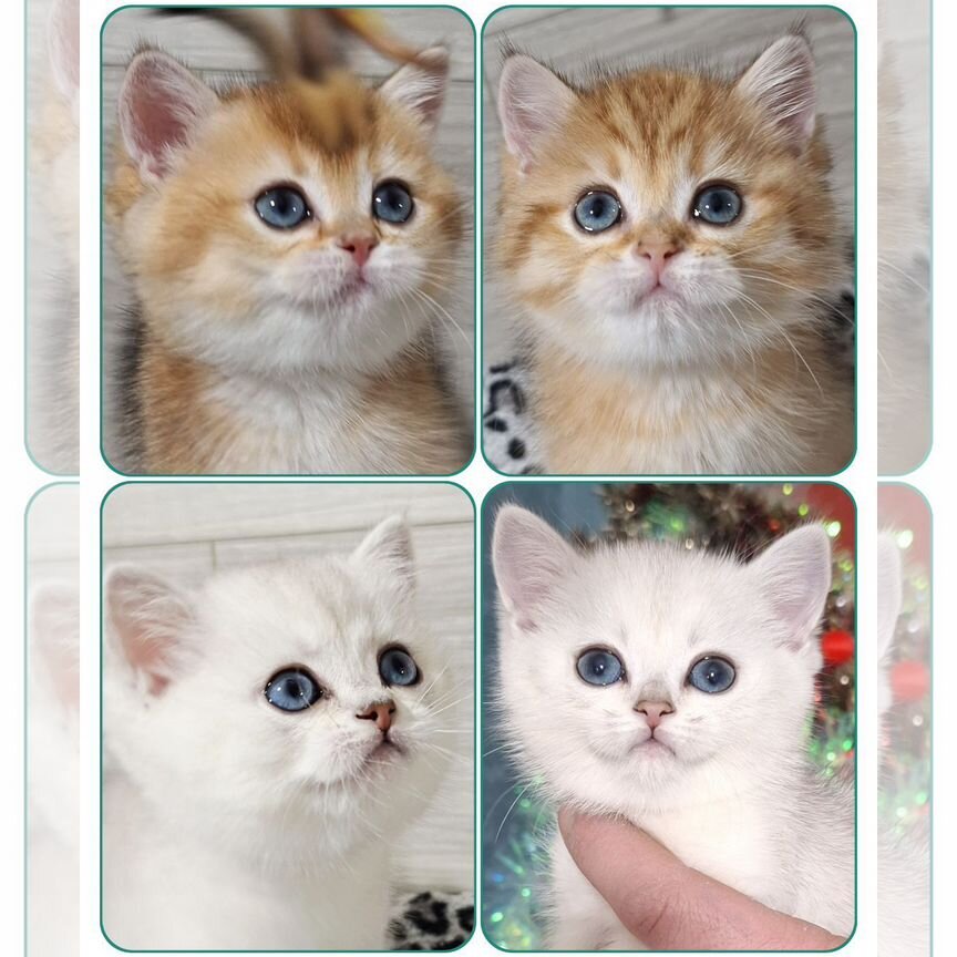 Шотландский прямоухий короткошёрстный котёнок