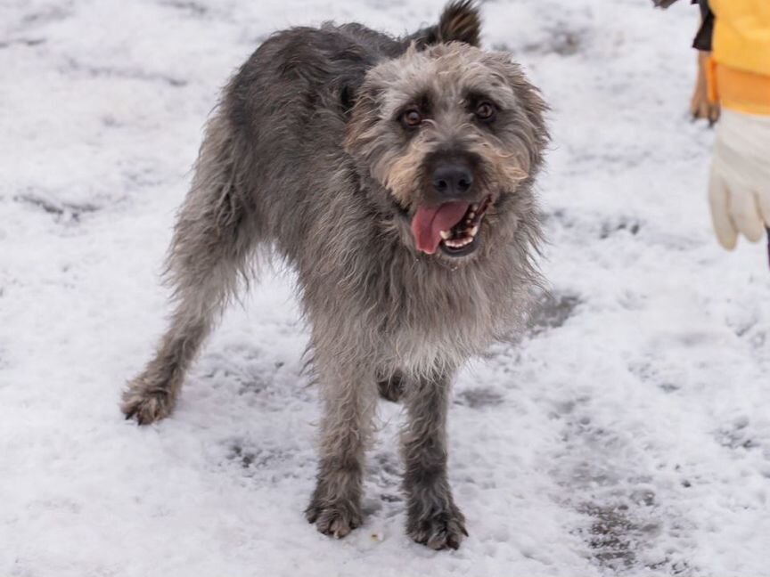 Преданный Буба ищет дом