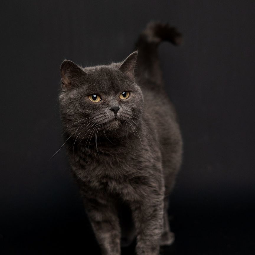 Нежная кошечка ищет дом