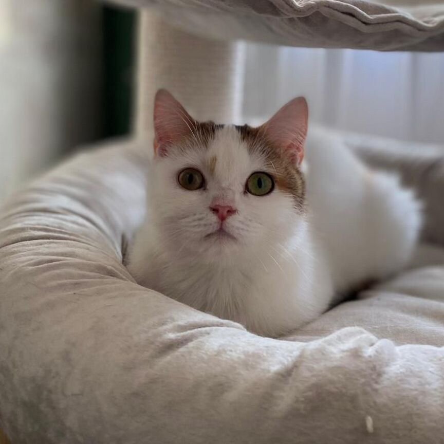 Миниатюрная киса