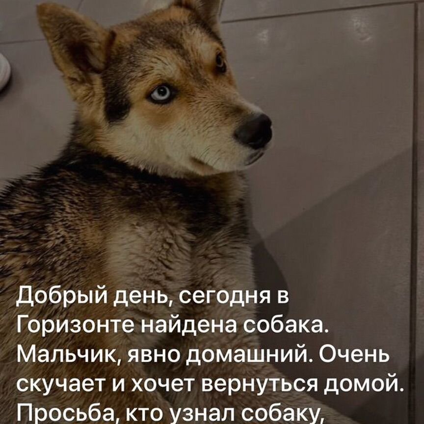 Потерялась хаски