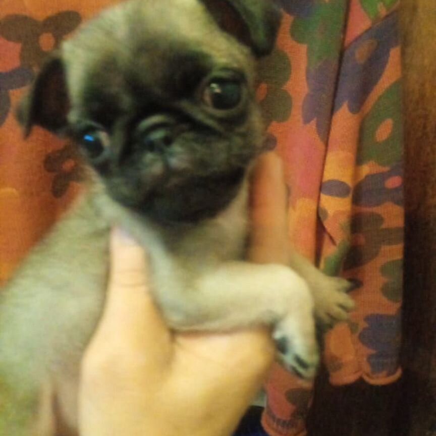 Щенки (описание)