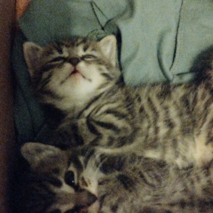 2 маленьких котенка