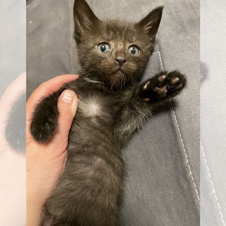 Котёнок от частного владельца