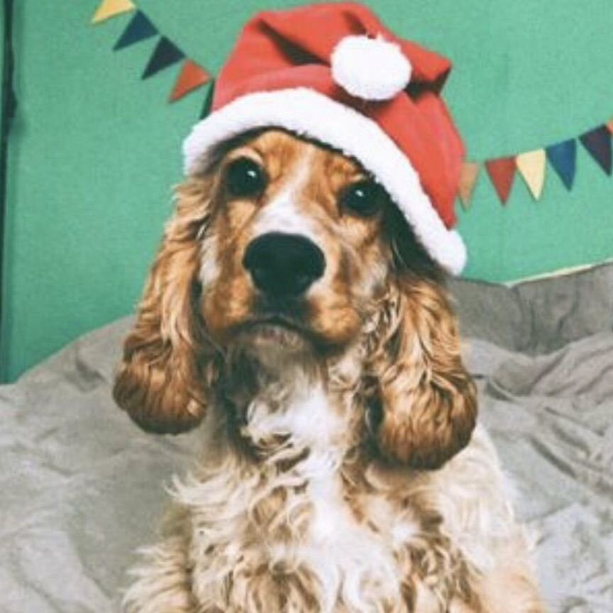 Английский кокер спаниель ищет подружку для вязки