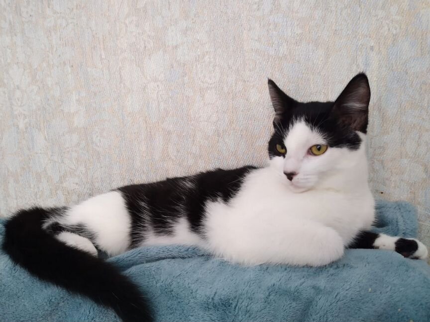 Ласковая кошечка 5 месяцев