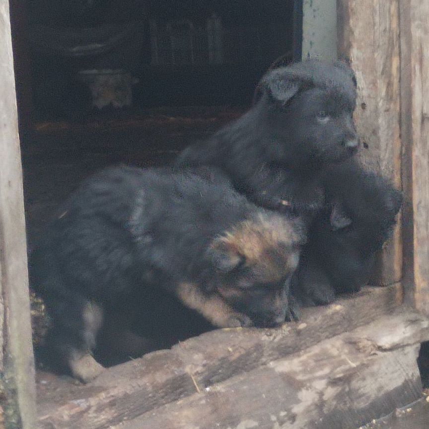 Немецкая овчарка, щенок