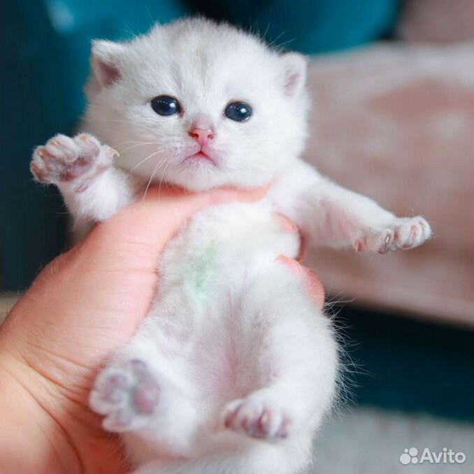 Котик Монти ищет семью