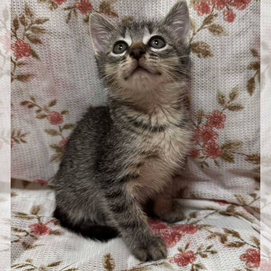 Котята 2 месяца