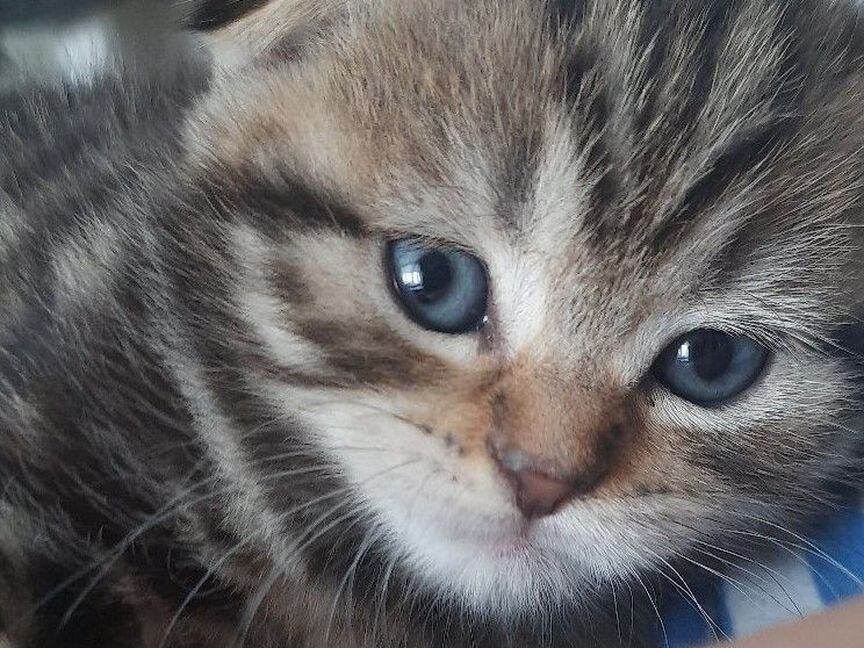 Шотландская