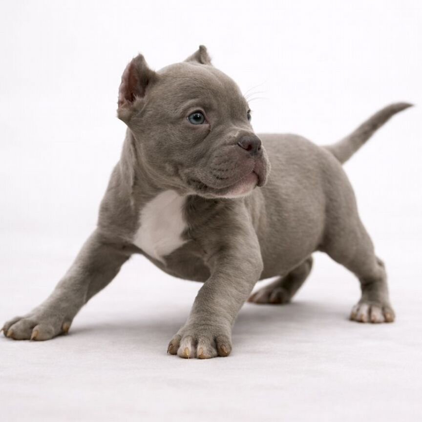 Американский булли, щенок