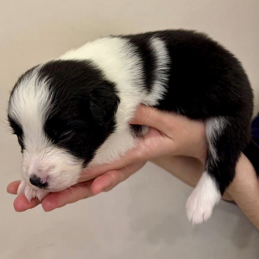 Бордер-колли, щенок