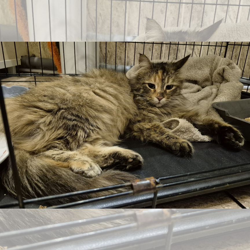 Взрослая, кошка в добрые руки