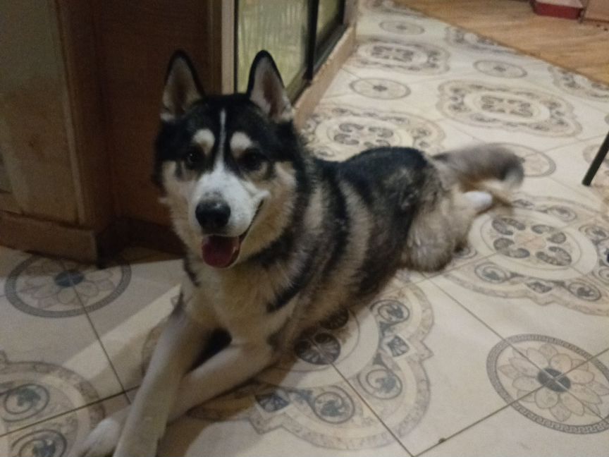 Сибирский хаски в добрые руки