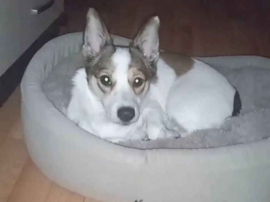 Джек рассел