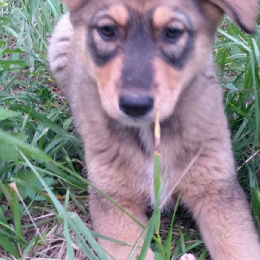 Собака в добрые руки отдам бесплатно