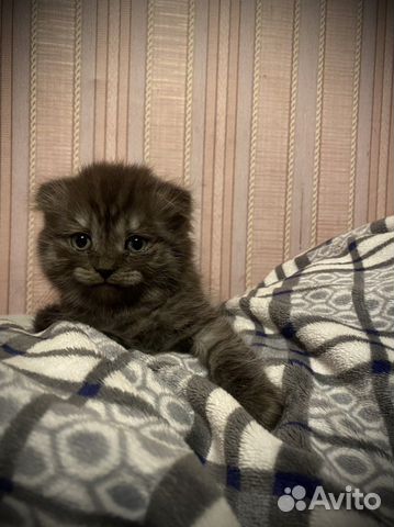 Британская вислоухая