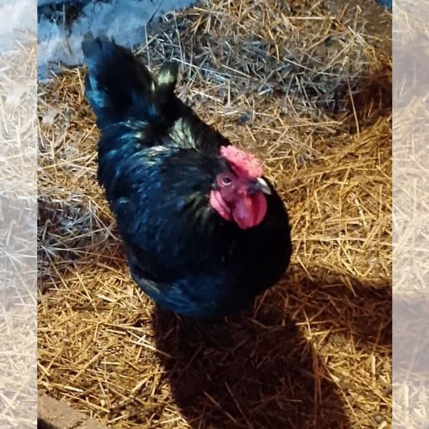 Петух и курица виандот,петух брама светлая