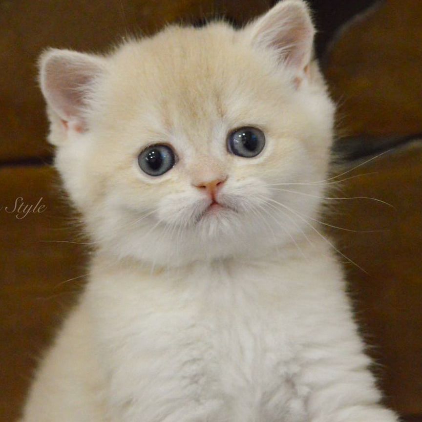 Шотландский прямоухий короткошёрстный котёнок